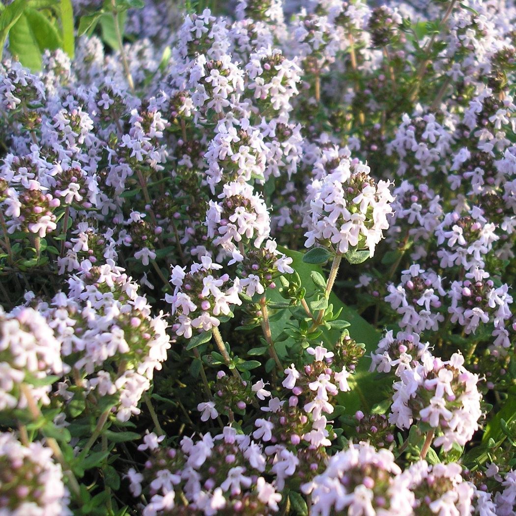 thymus vulgaris 'faustini' - Tuincentrum Pelckmans