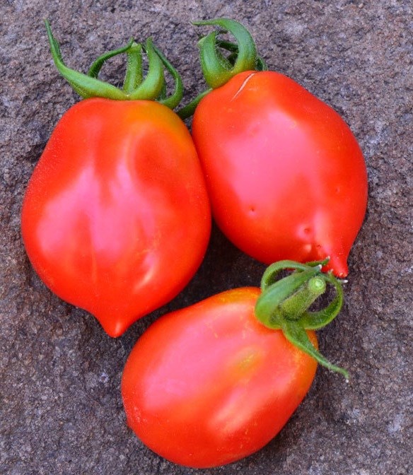 tomaat mini-roma 'dulcia F1' - Tuincentrum Pelckmans