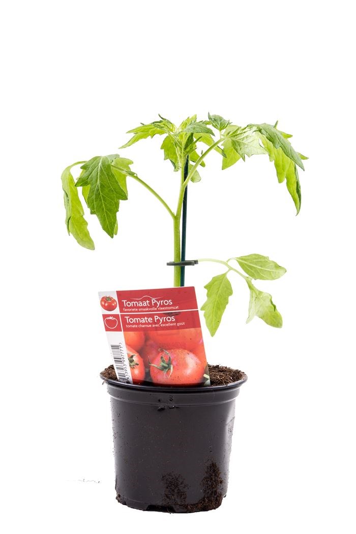 tomaat 'pyros' - Tuincentrum Pelckmans