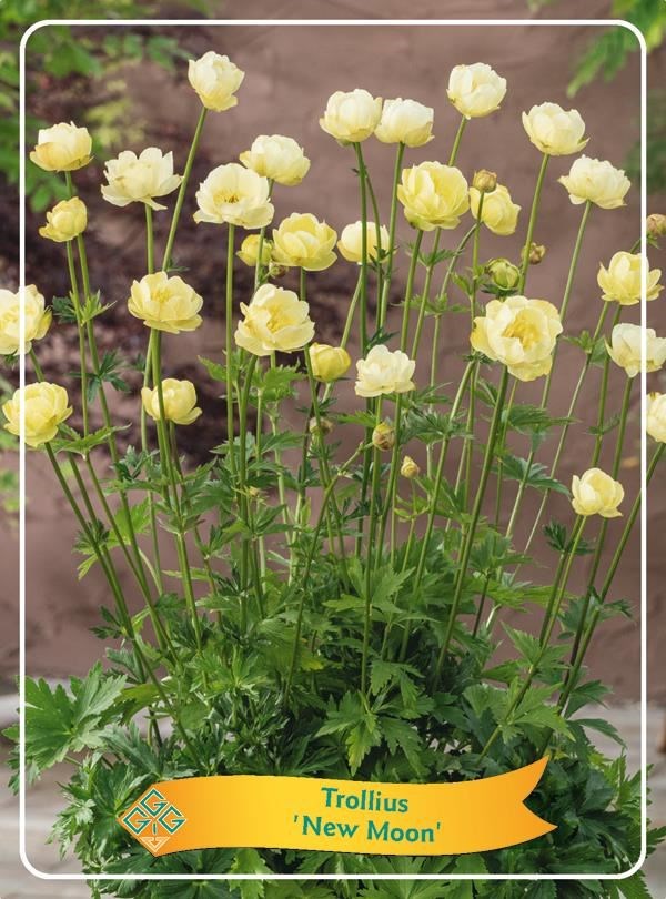 trollius 'new moon' - Tuincentrum Pelckmans