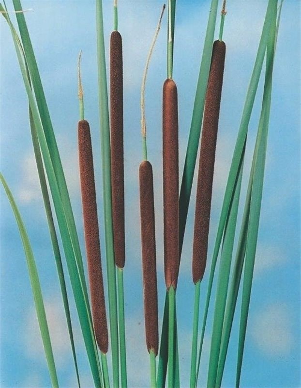 typha angustifolia - Tuincentrum Pelckmans