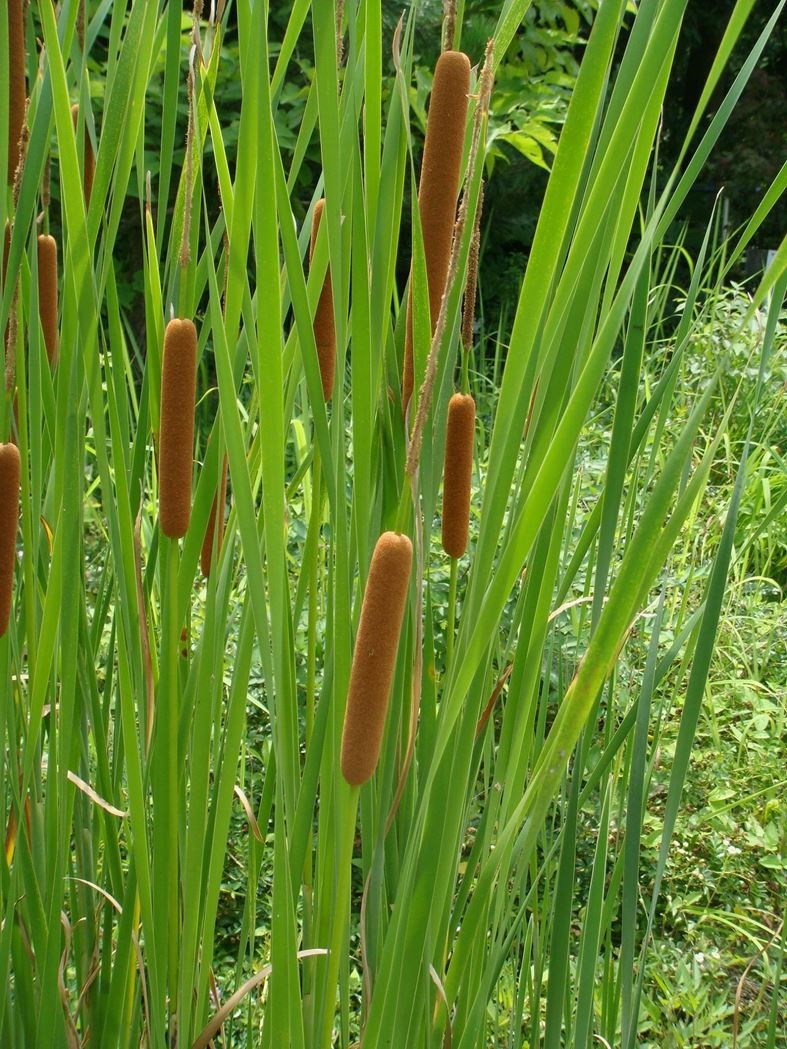 typha angustifolia - Tuincentrum Pelckmans