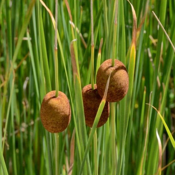 typha gracilis - Tuincentrum Pelckmans