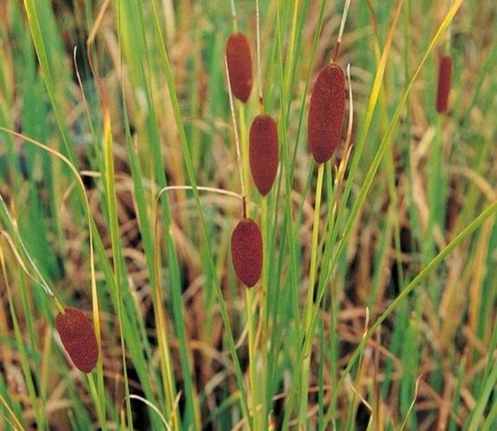 typha gracilis in mand - Tuincentrum Pelckmans