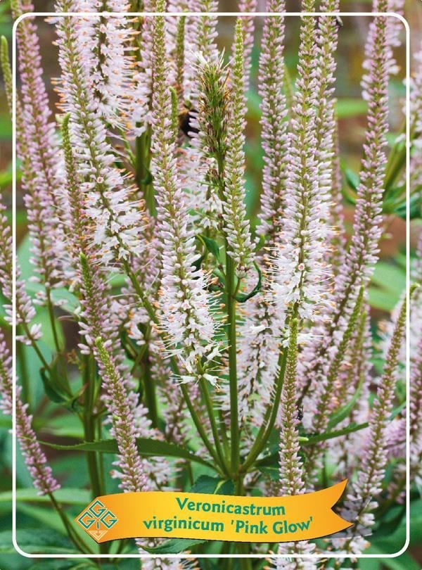 veronicastrum virginicum 'pink glow' - Tuincentrum Pelckmans