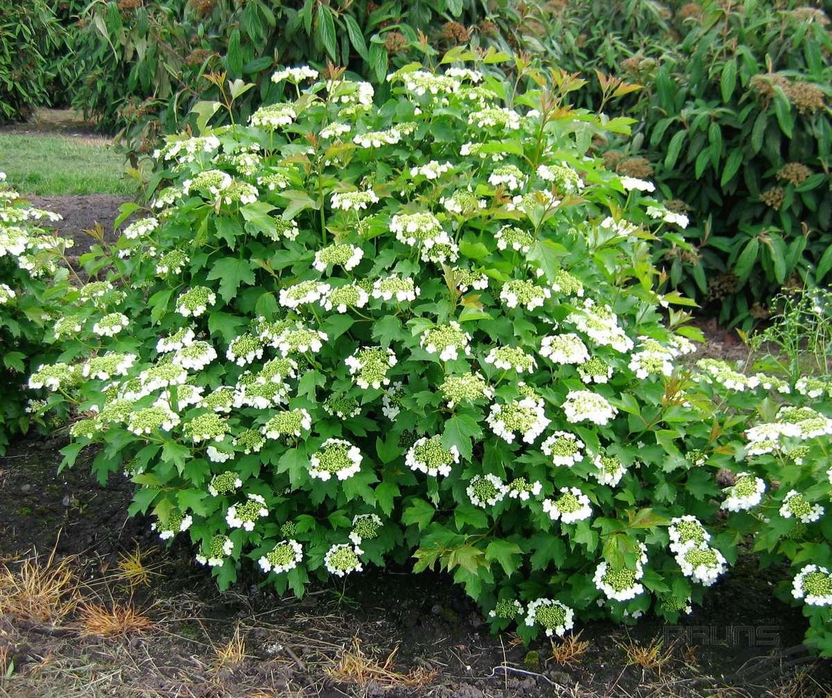 viburnum opulus 'compactum' - Tuincentrum Pelckmans