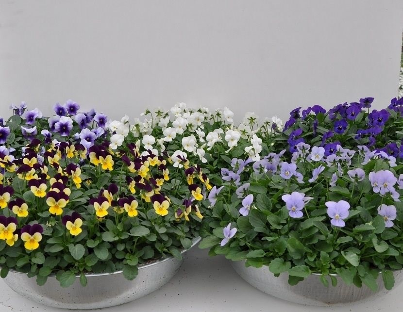 viola cornuta - Tuincentrum Pelckmans