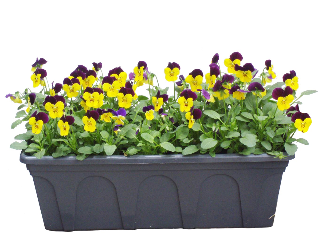 Viola Cornuta Tuincentrum Pelckmans