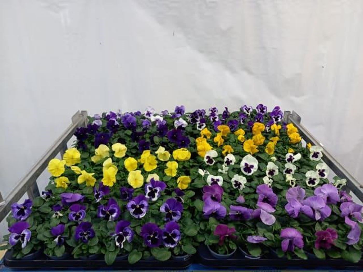 viooltjes grootbloemig F1 - Tuincentrum Pelckmans