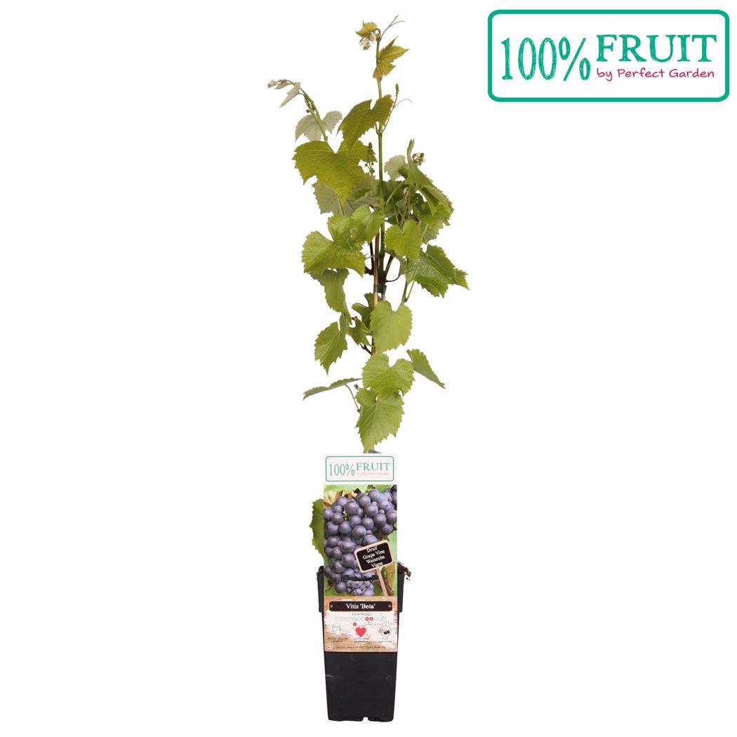 vitis 'beta' - Tuincentrum Pelckmans
