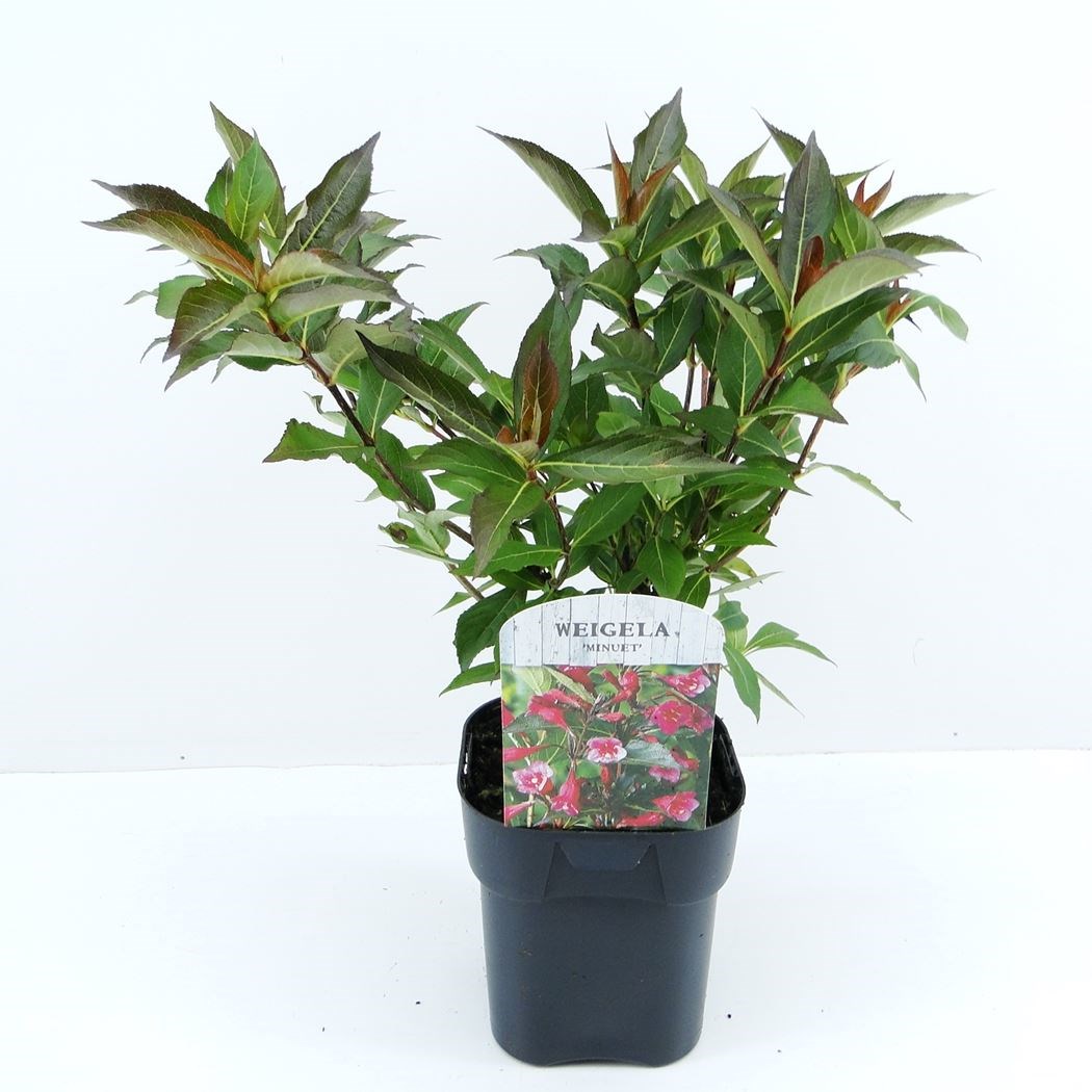 weigela 'minuet' - Tuincentrum Pelckmans