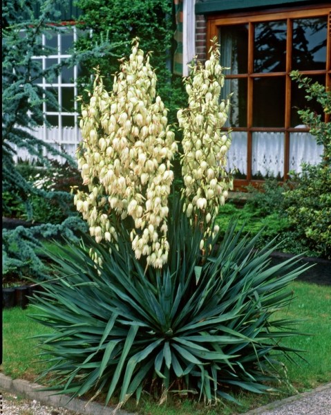 yucca gloriosa - Tuincentrum Pelckmans