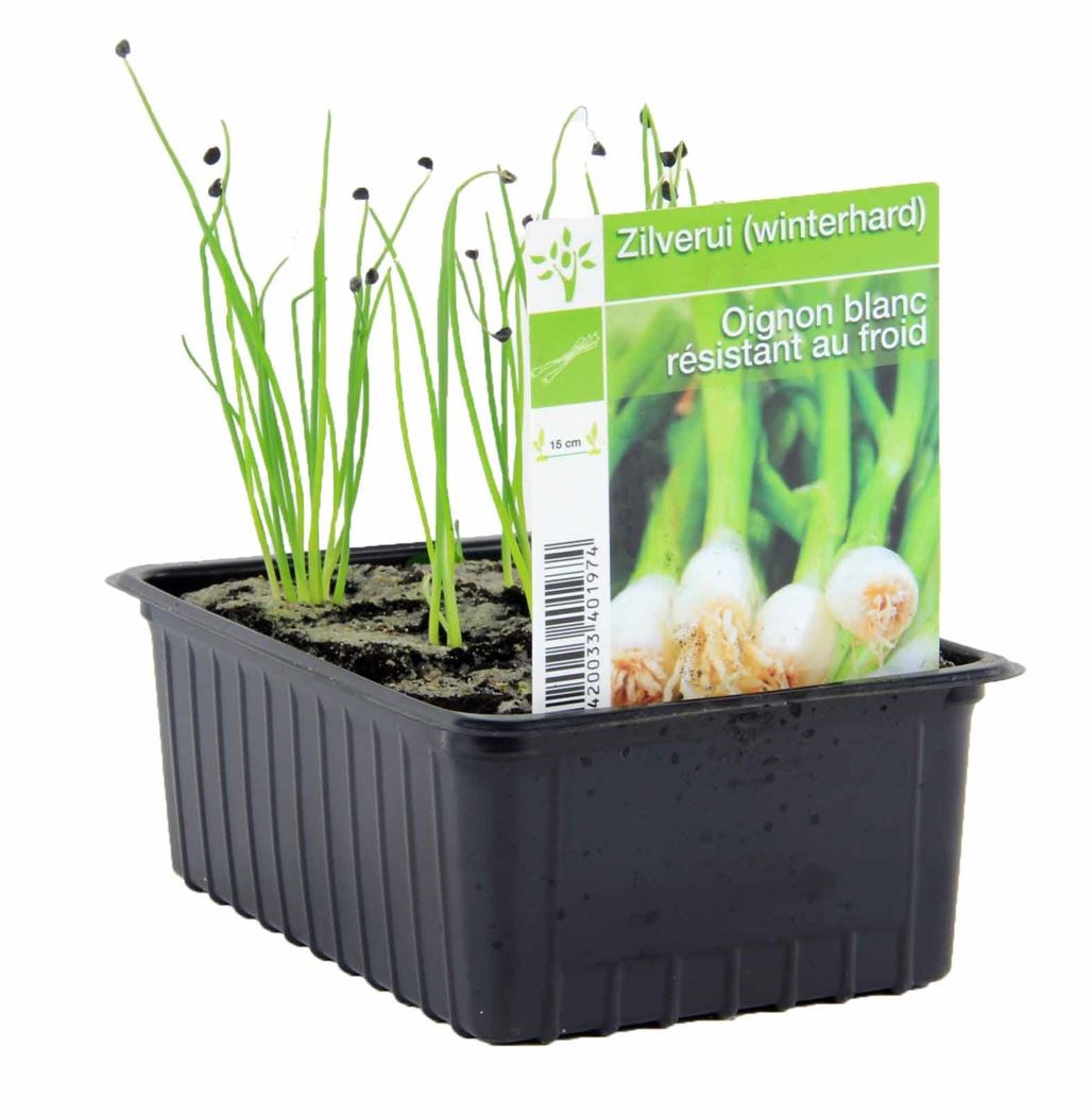 zilverui in setje (6sts) - Tuincentrum Pelckmans